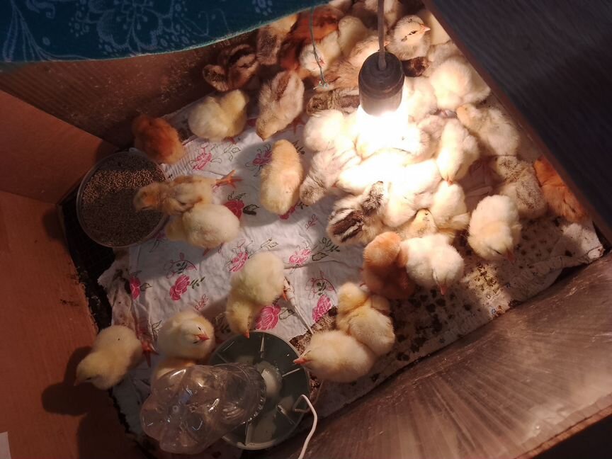 Цыплята бройлеры кобб 700