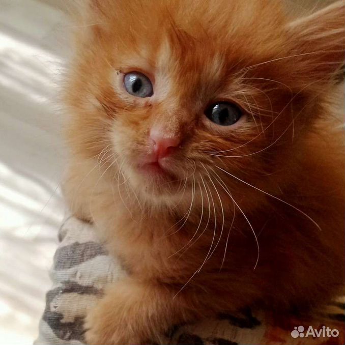 Рыжее Чудо Мальчик