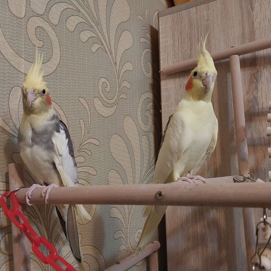 Попугай Корелла пара с клеткой и игровым стендом