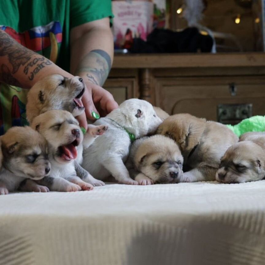 Среднеазиатская овчарка, щенок