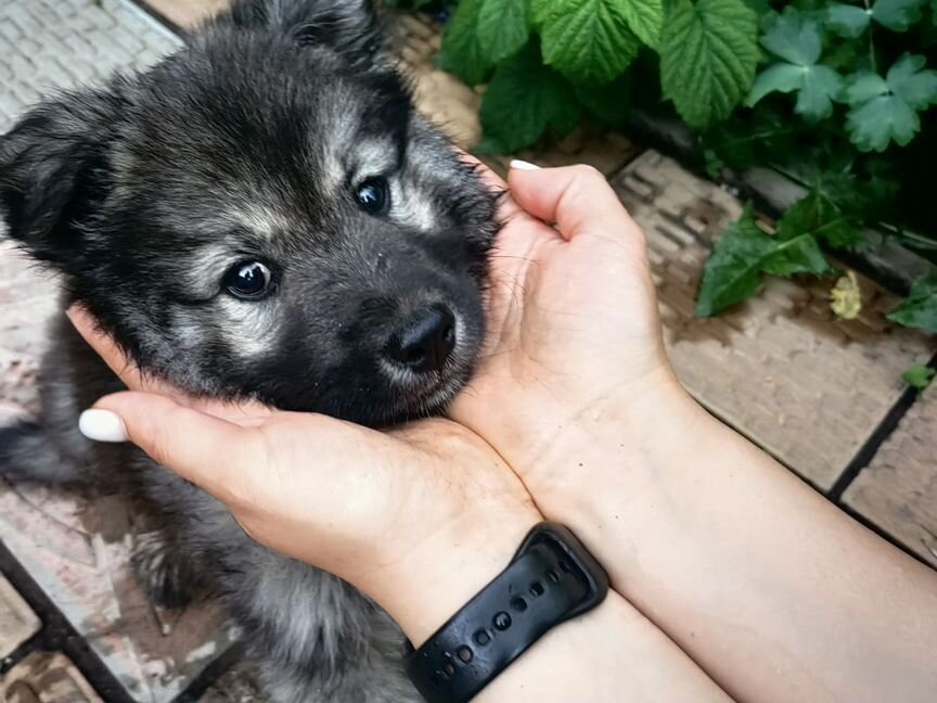 Собака в добрые руки