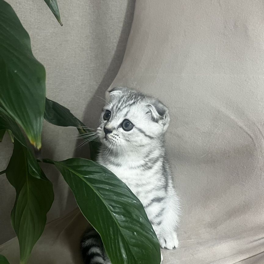 Шотландская вислоухая кошка