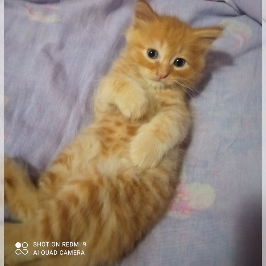 Котенок мальчик