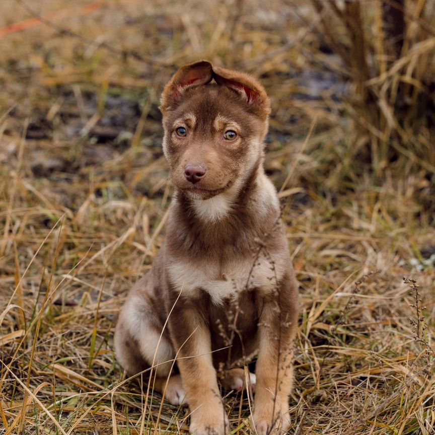 Щенок бесплатно в добрые руки