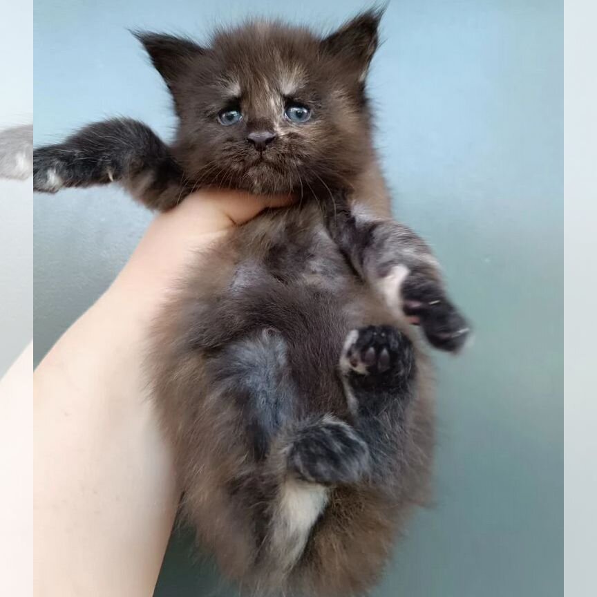 Мейн-кун котёнок