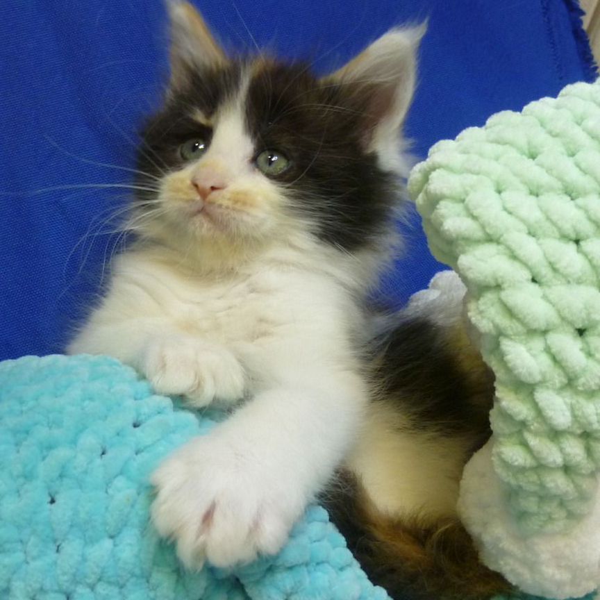 Мейн-кун котёнок