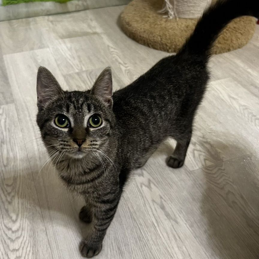 Котенок