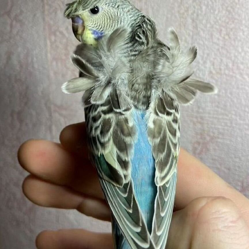 Выкормыши попугая хагоромо