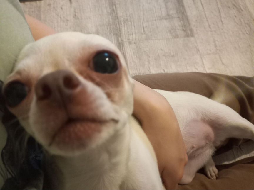 Найдена собака породы Чихуахуа