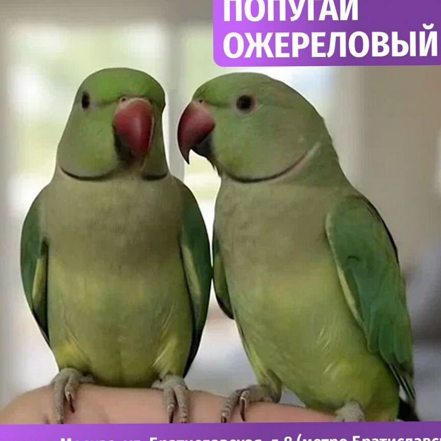 Попугай Ожереловый