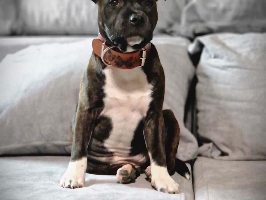 Стаффордширский бультерьер