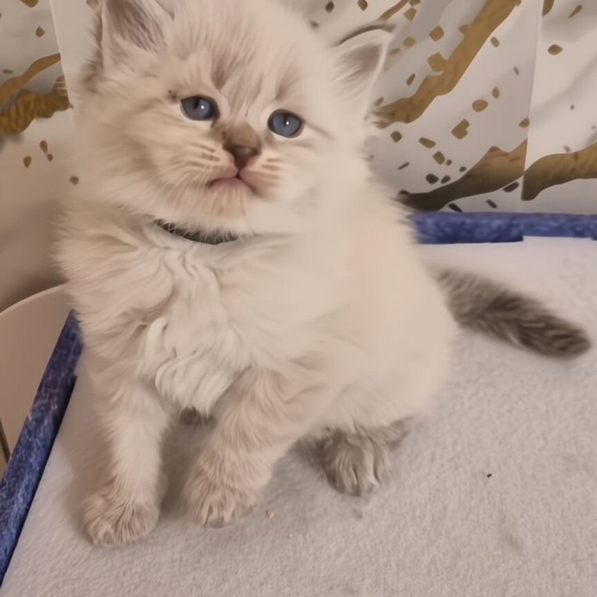 Невский маскарадный котёнок