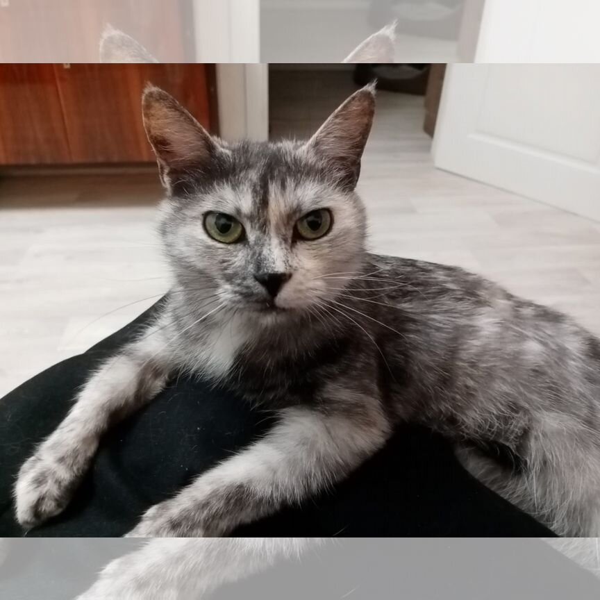 Кошечка в добрые руки
