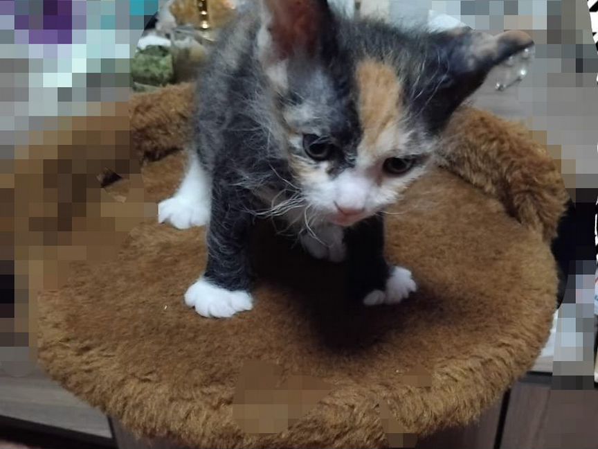 Кошки в добрые руки бесплатно