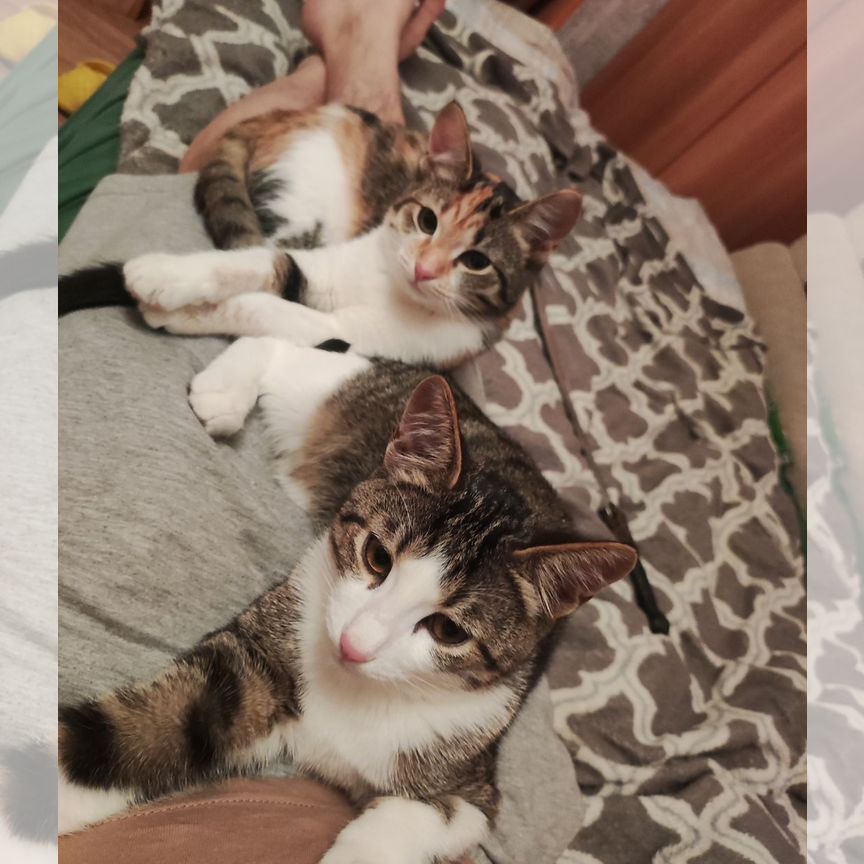 Кошки в добрые руки бесплатно