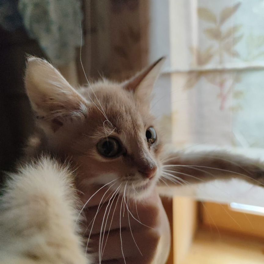 Мия котенок в добрые руки