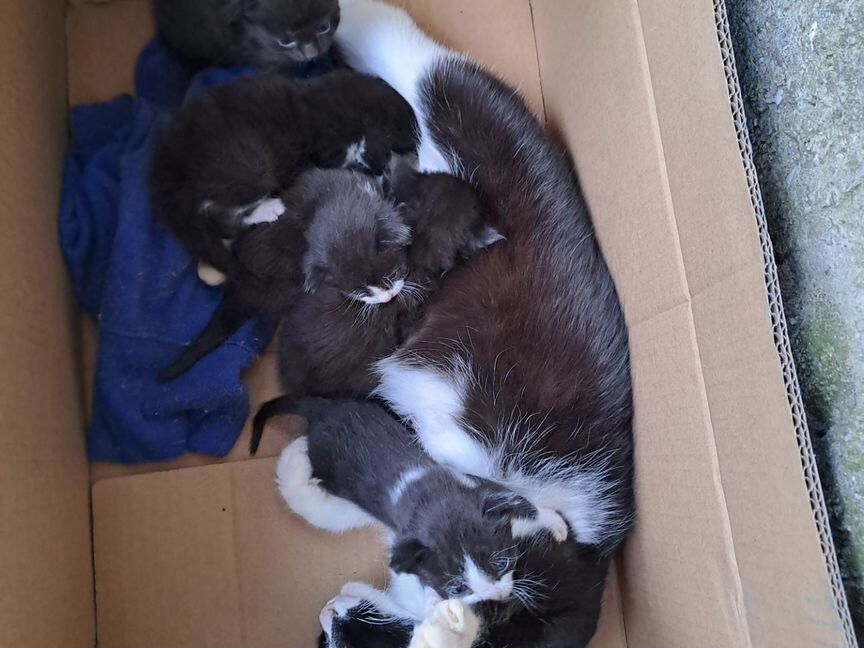 Отдам в добрые руки красивых котят