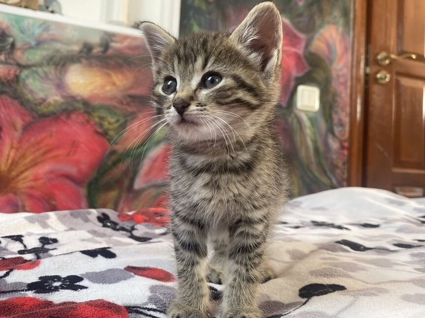 Котенок с буквой м (девочка)