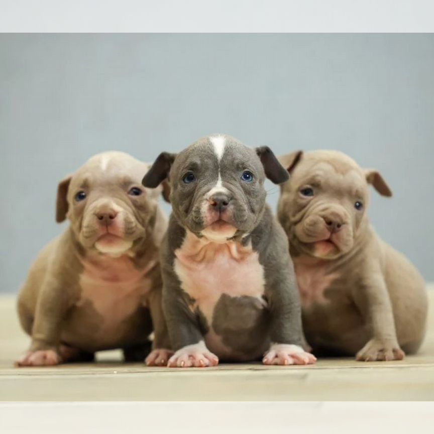 Американский булли, щенок