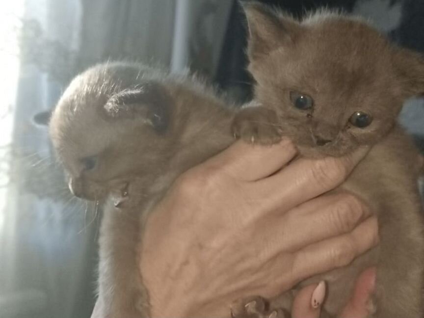 Бурманские котята