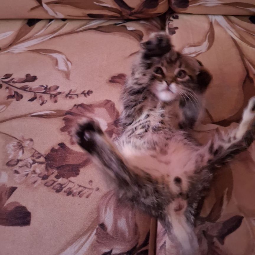 Шотландский котик