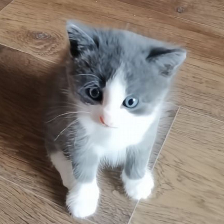 Котёнок в добрые руки