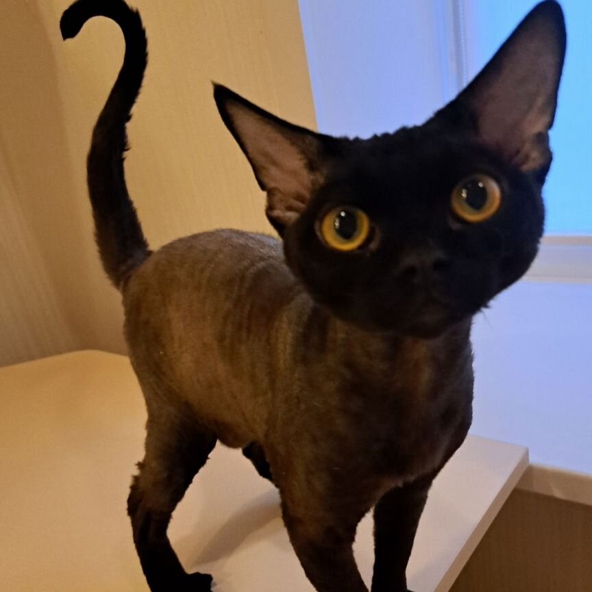 Котик Ромео