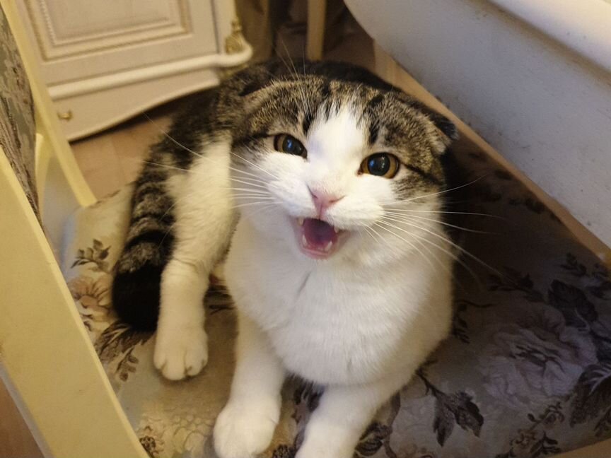 Кошка в дар бесплатно