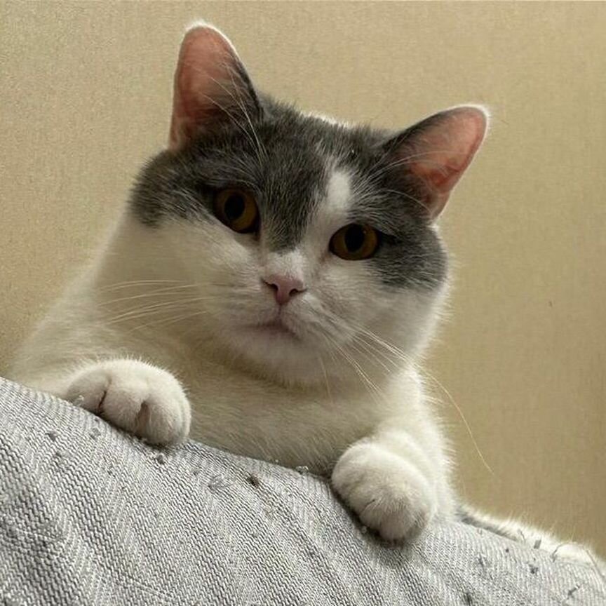 Отдам кошку в добрые руки