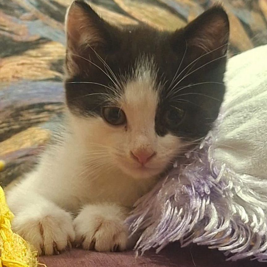 Котёнок в добрые руки