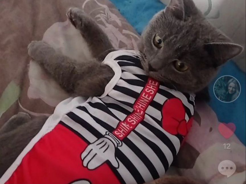 Британец кот