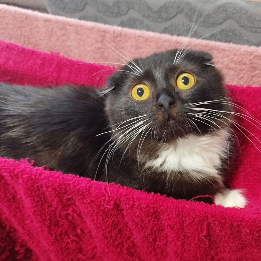 Шотландский вислоухий длинношёрстный котёнок