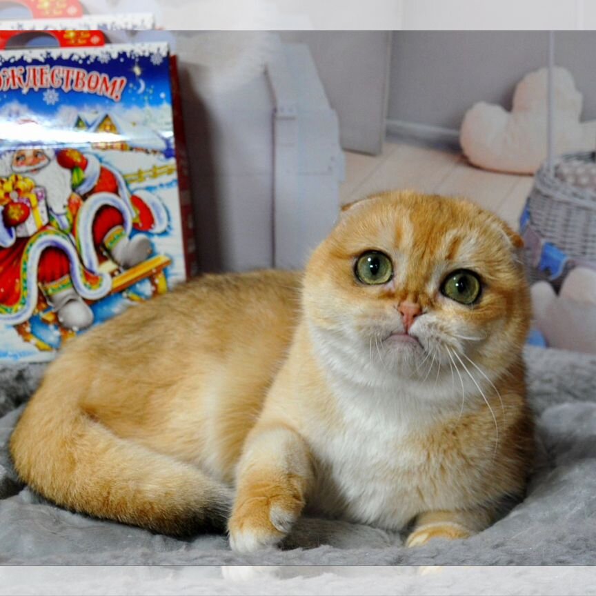 Шотландский вислоухий короткошёрстный котёнок
