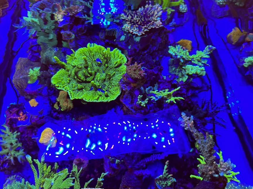 Морские кораллы