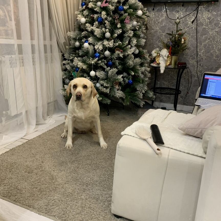 Лабрадор ретривер окрас палевый