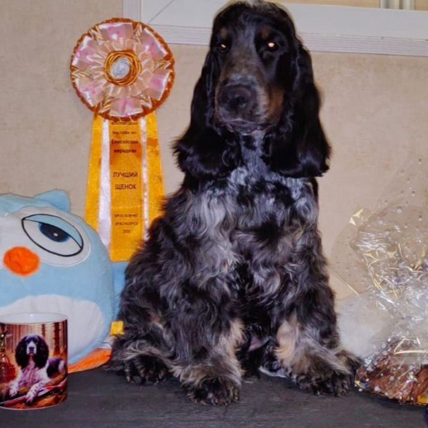 Английский кокер-спаниель, щенок