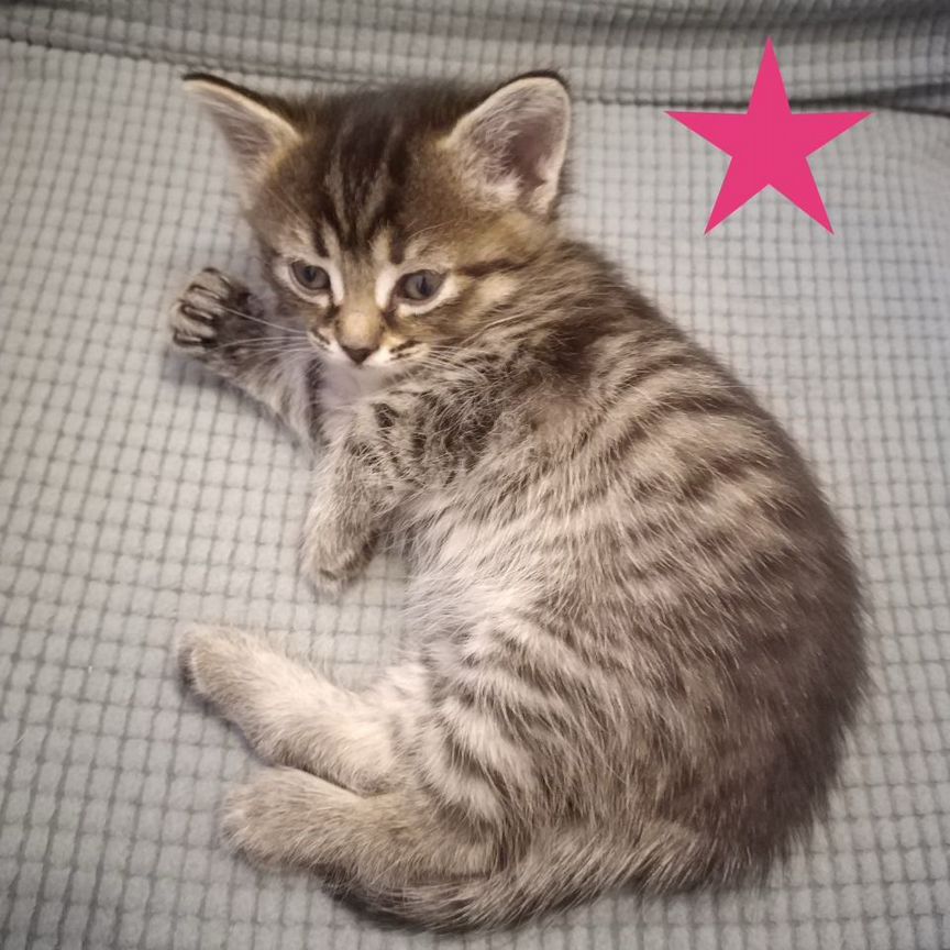 Котодетки