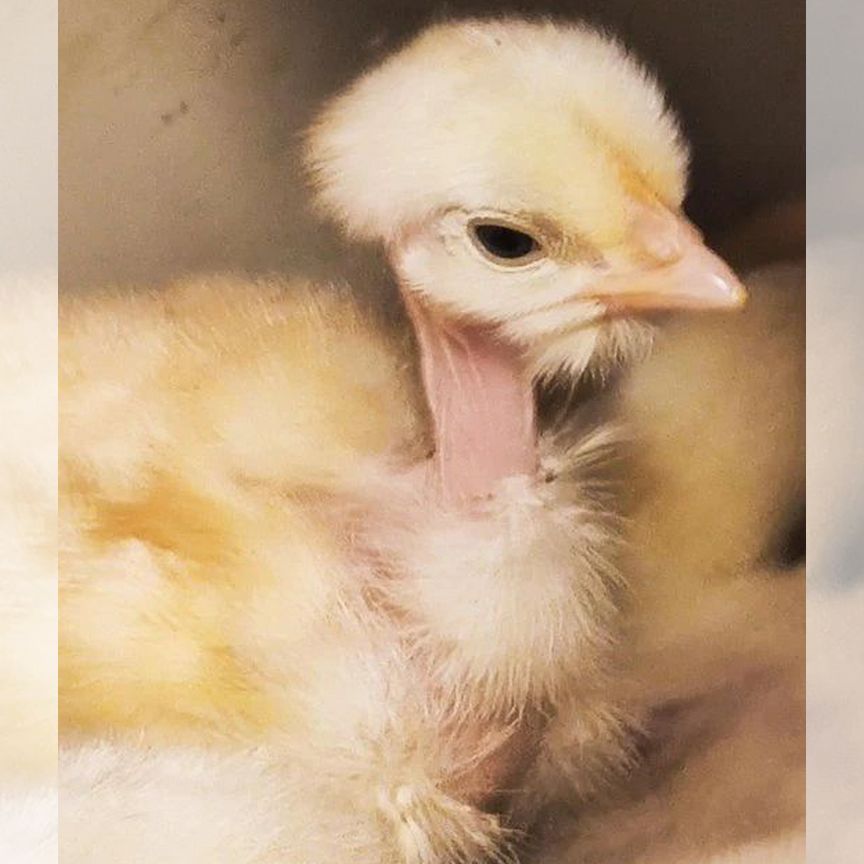 Бройлер цветной-голошейка,редбро