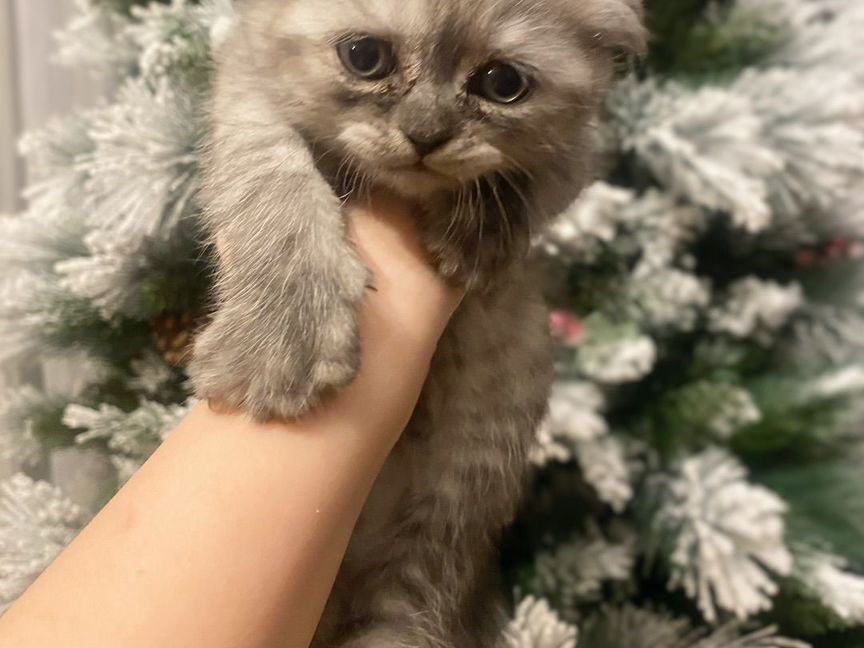 Шотландские вислоухие котята