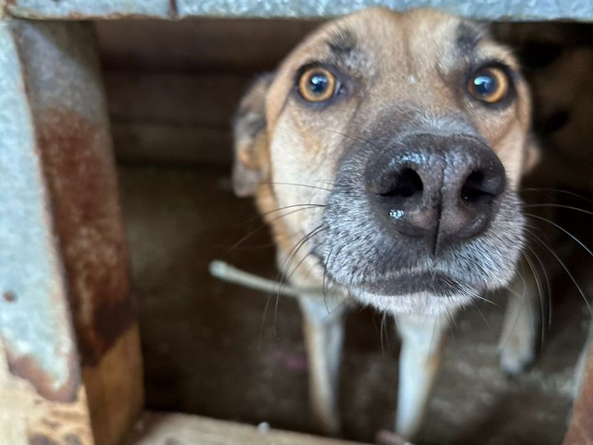 Пёсик из приюта хочет домой