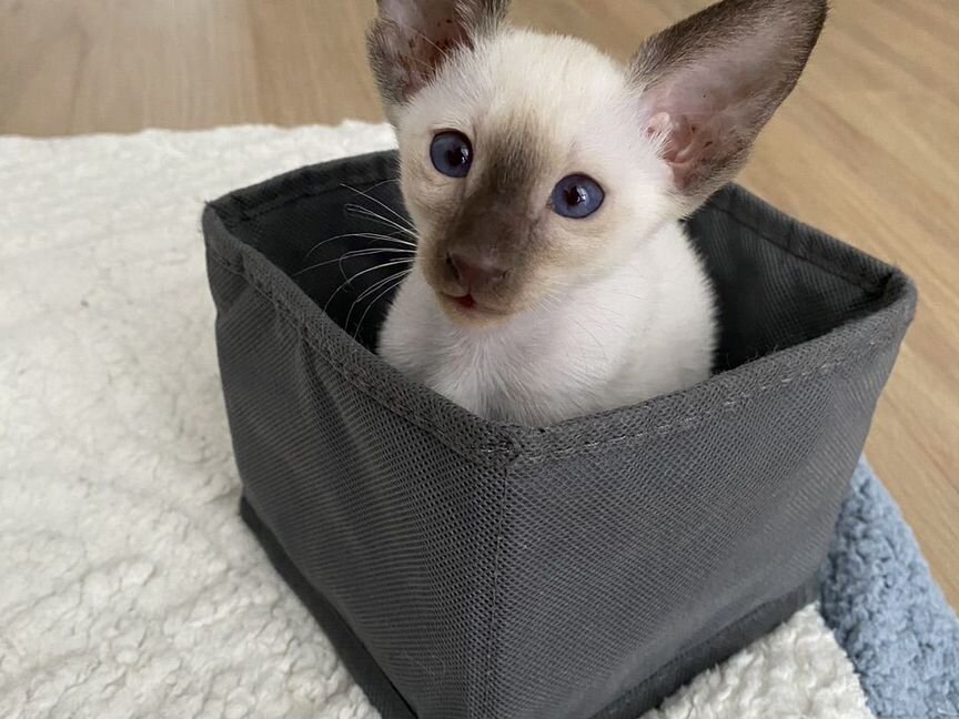 Котёной ориентал