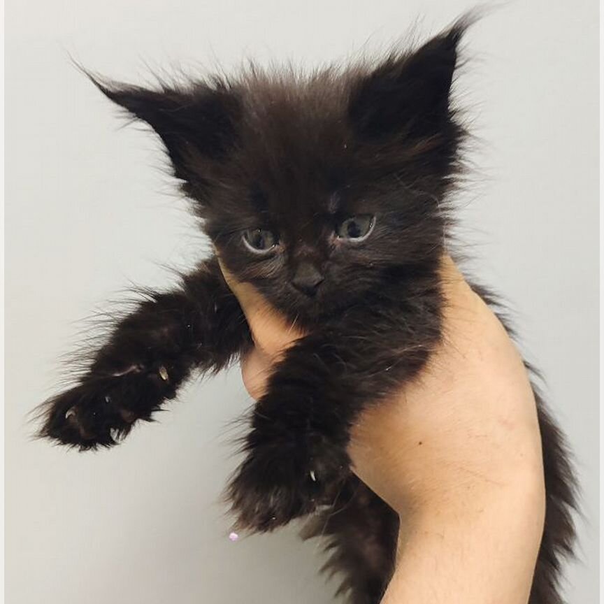 Мейн-кун котёнок