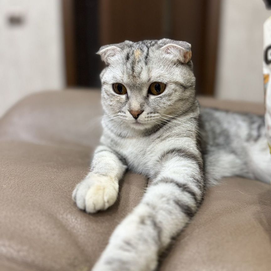 Кошка шотландка 1,5 г стерилизована