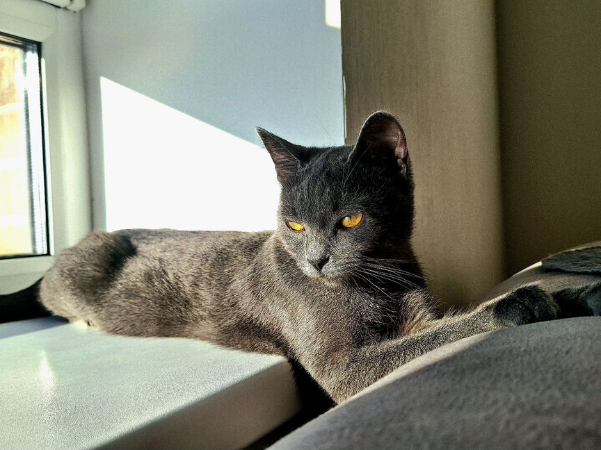 Кошечка в добрые руки