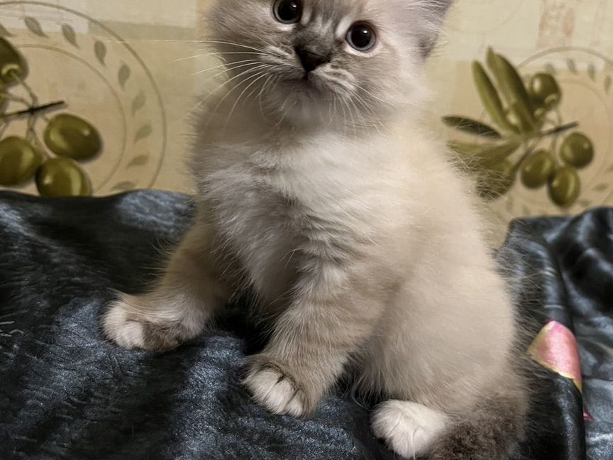 Котята невские маскарадные