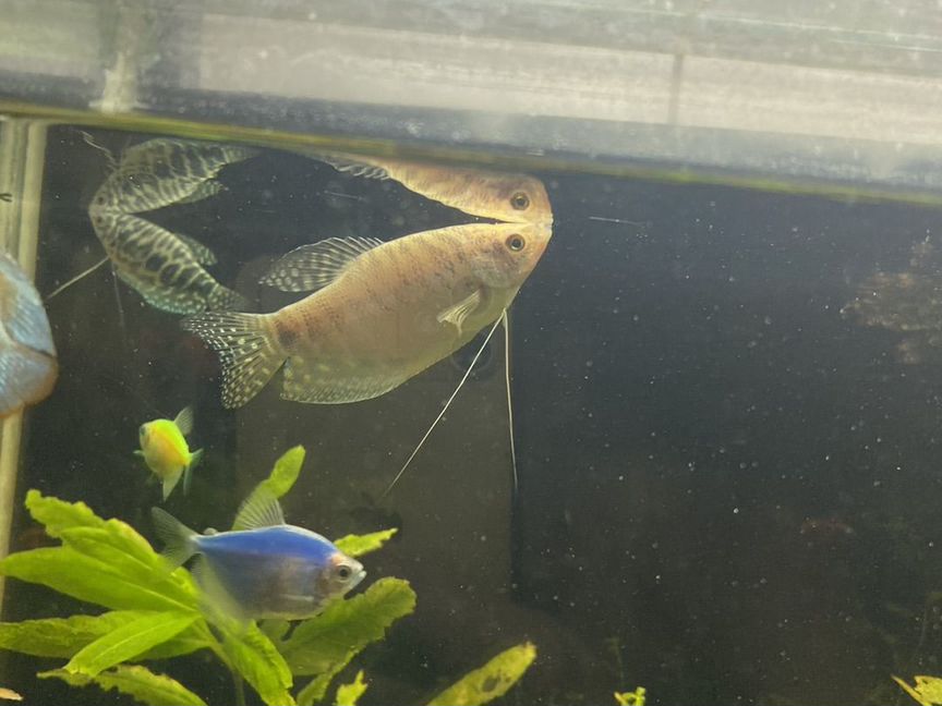 Аквариумные рыбки