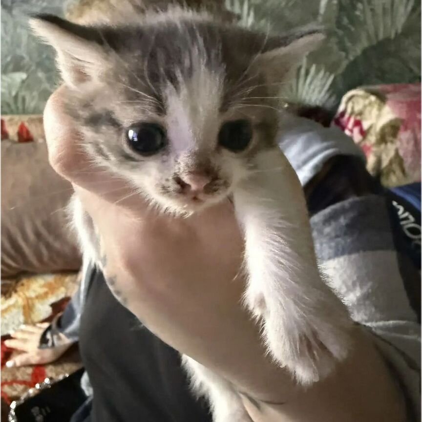 Котёнок в добрые руки