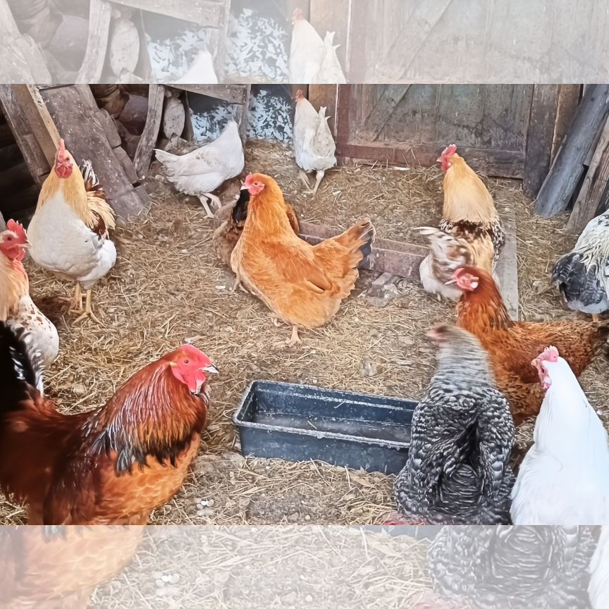 Молодые петушки