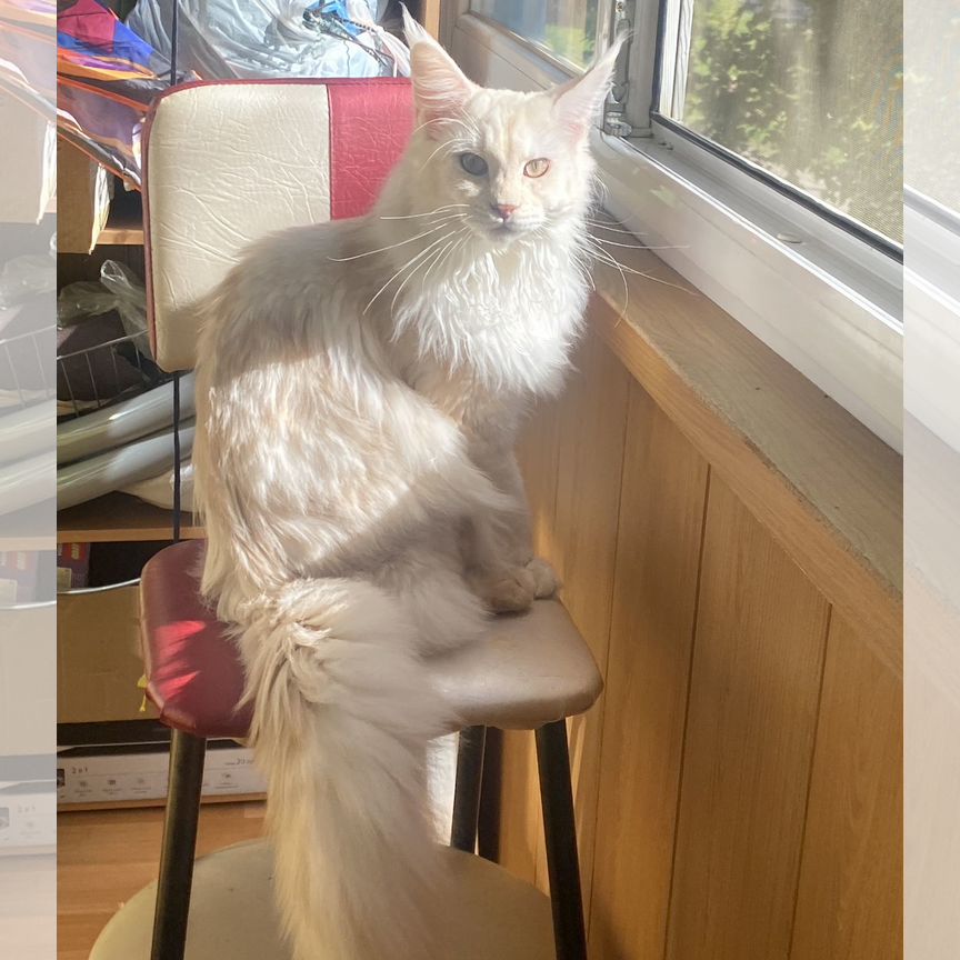 Мейн-кун, взрослая кошка