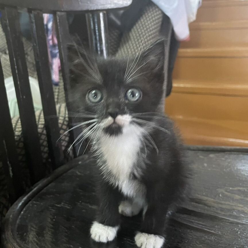 Котенок